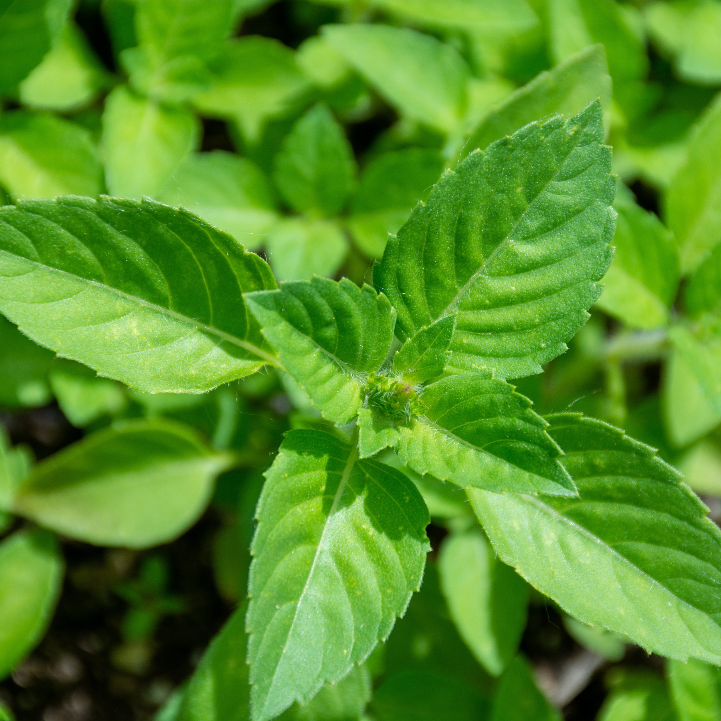 Herb Profiles — Herbal Apothecary UK